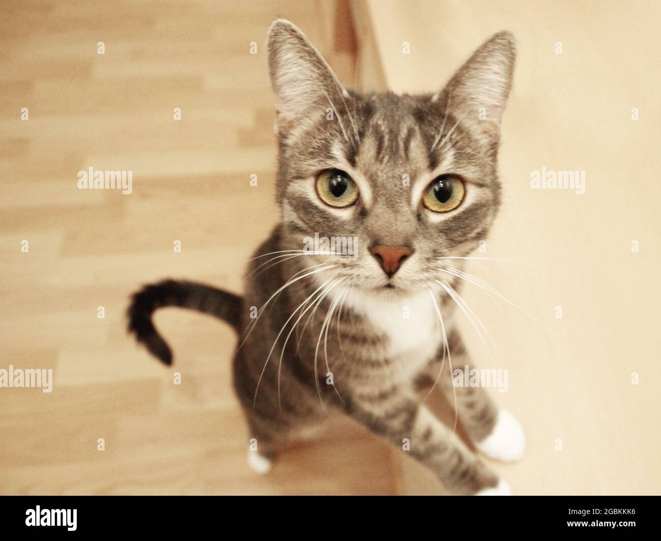 Cat standing on the back legs looking at the camera on a blurred ...