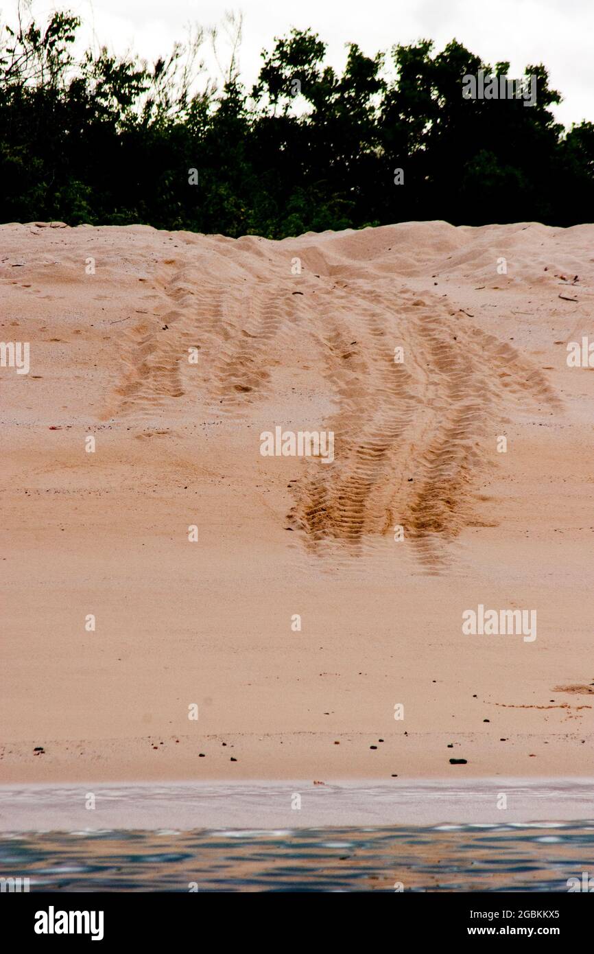 Flatback turtle egg hi-res stock photography and images - Alamy