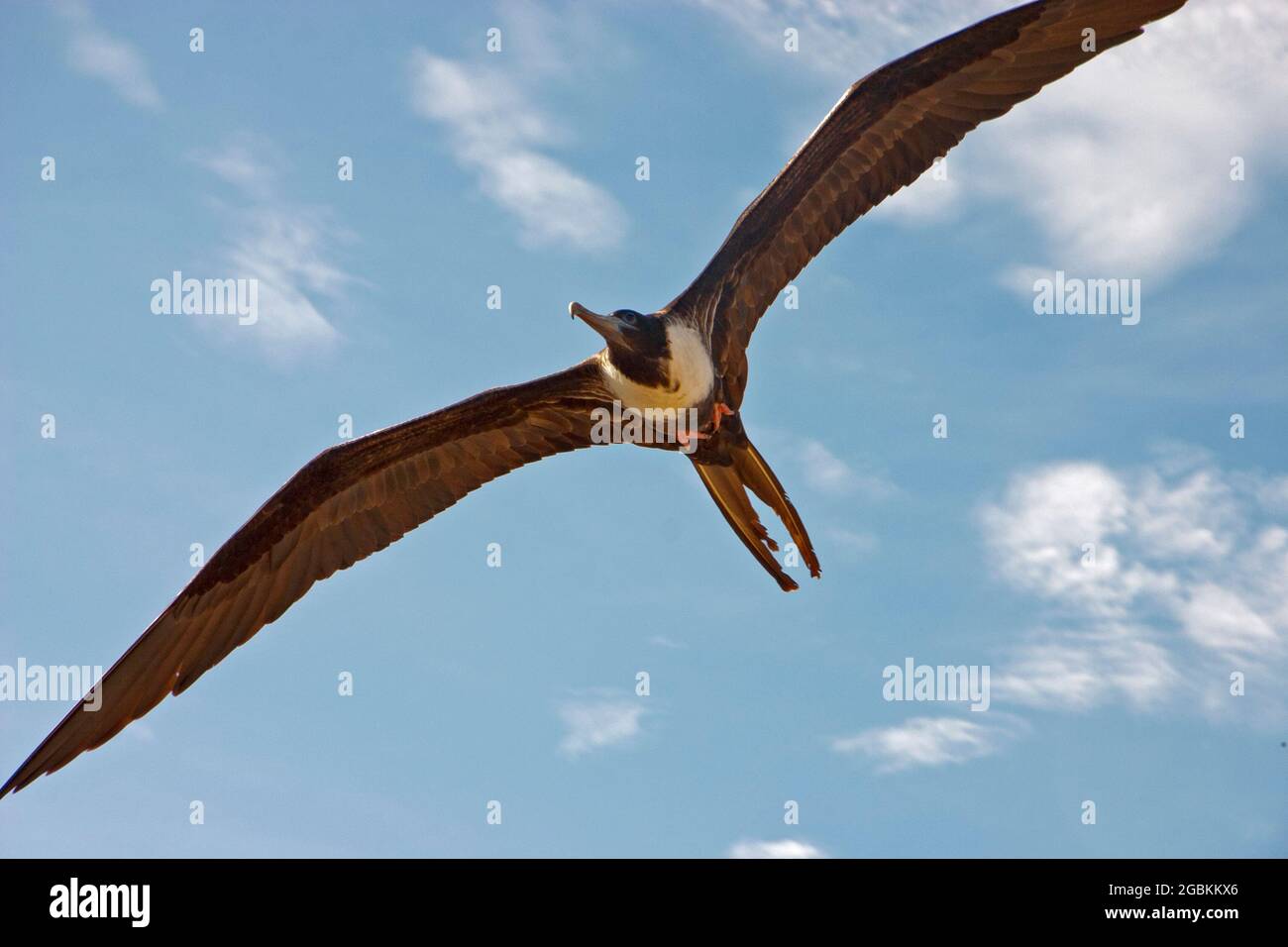 Frigate bird in flight Stock Photo - Alamy