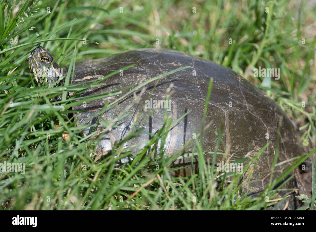Turtle in the grass Stock Photo - Alamy