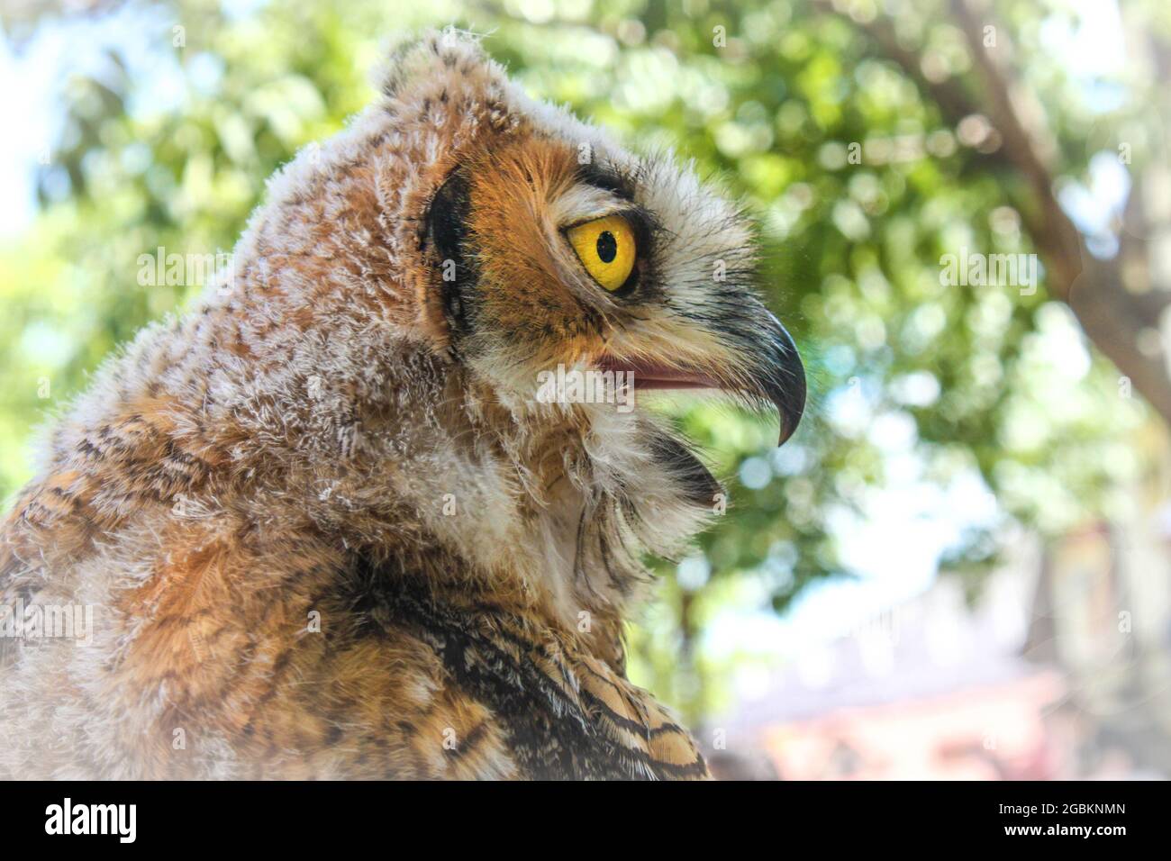 Close-up of young owl profile side view with yellow eye and mouth open ...