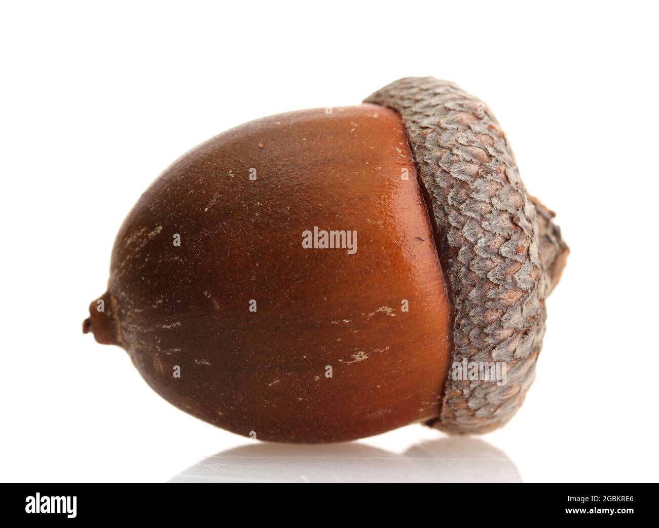 Brown Acorn