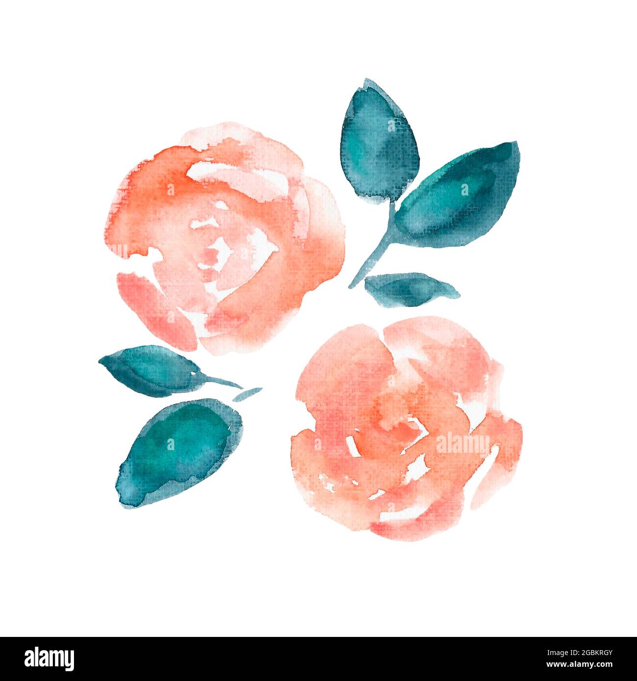 Watercolor wild rose on white background. Vintage style illustration ...