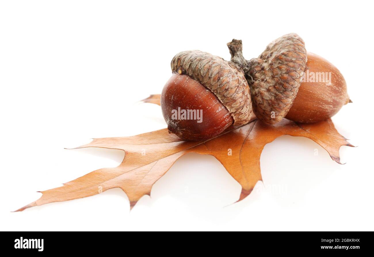 brown acorns on autumn leaf, isolated on white Stock Photo - Alamy