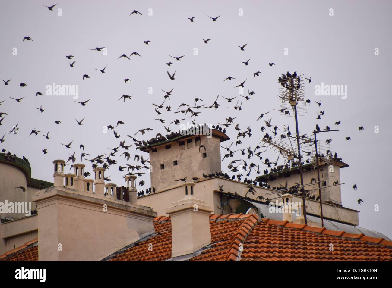 Large group animals congregate hi-res stock photography and images - Alamy