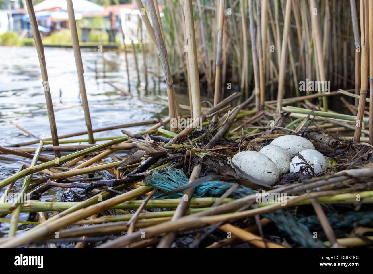 Bird grass nest hi-res stock photography and images - Alamy