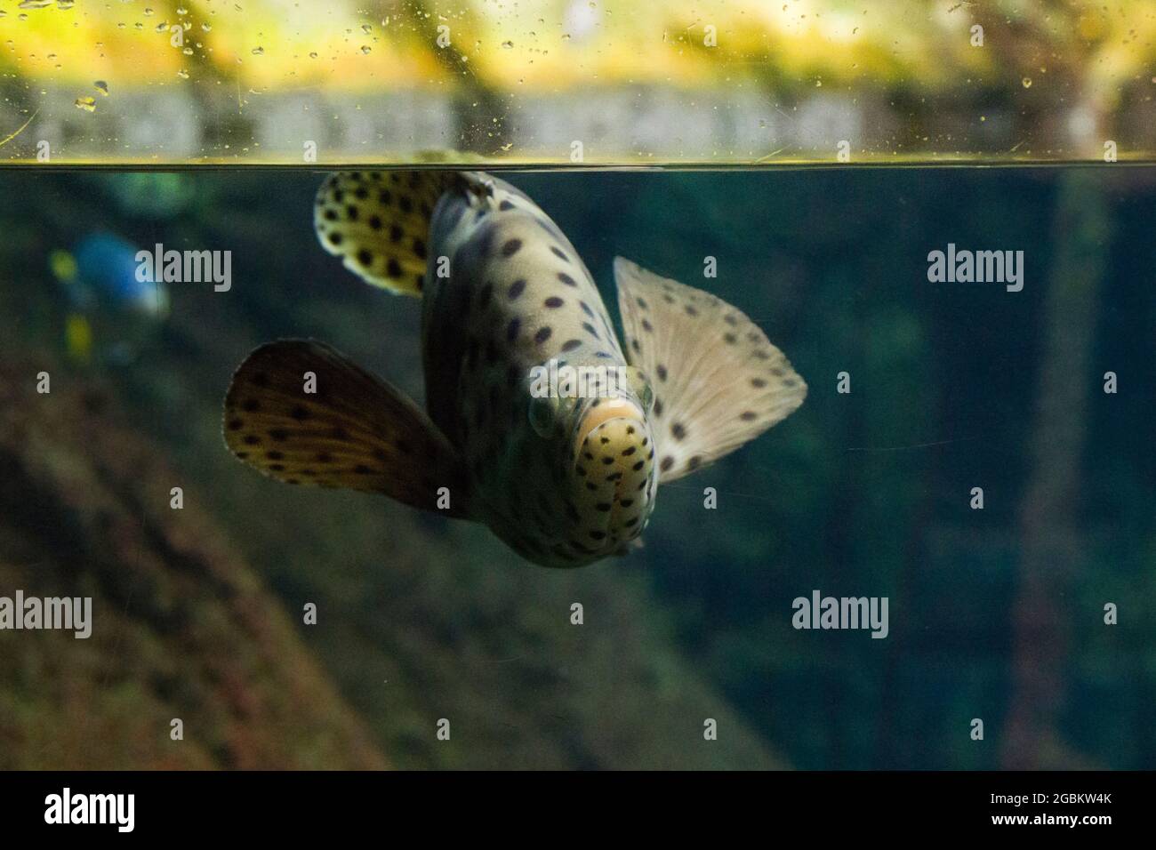 Grouper fish underwater hi-res stock photography and images - Alamy