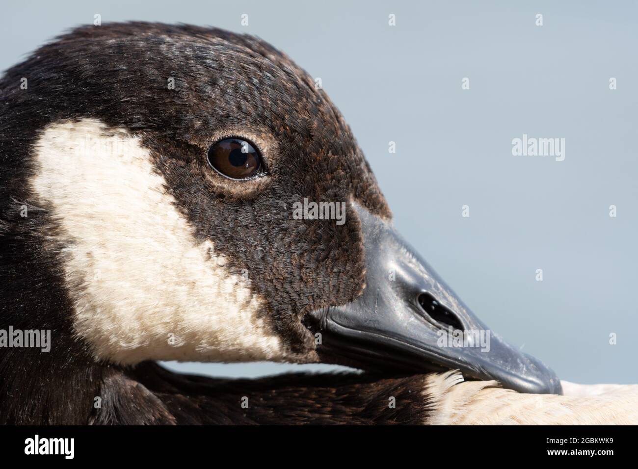 Profile of eye hi-res stock photography and images - Alamy
