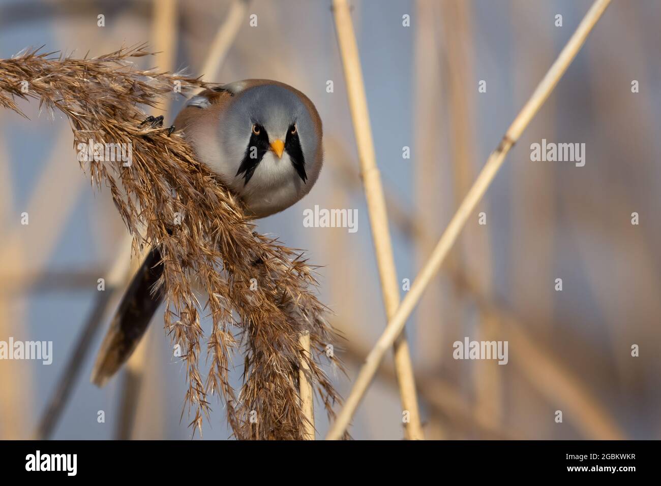 Closeup shot of a bird on a twig Stock Photo - Alamy