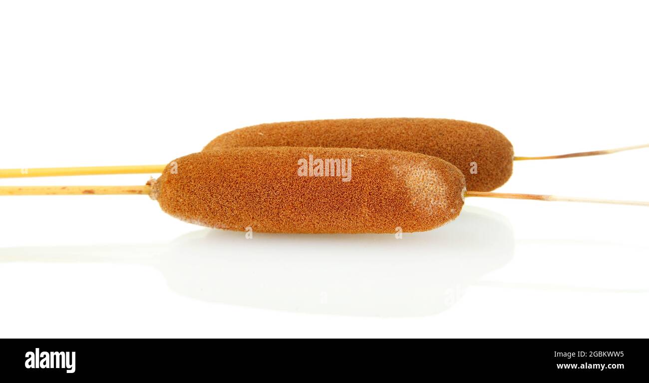 brown reeds, isolated on white Stock Photo - Alamy