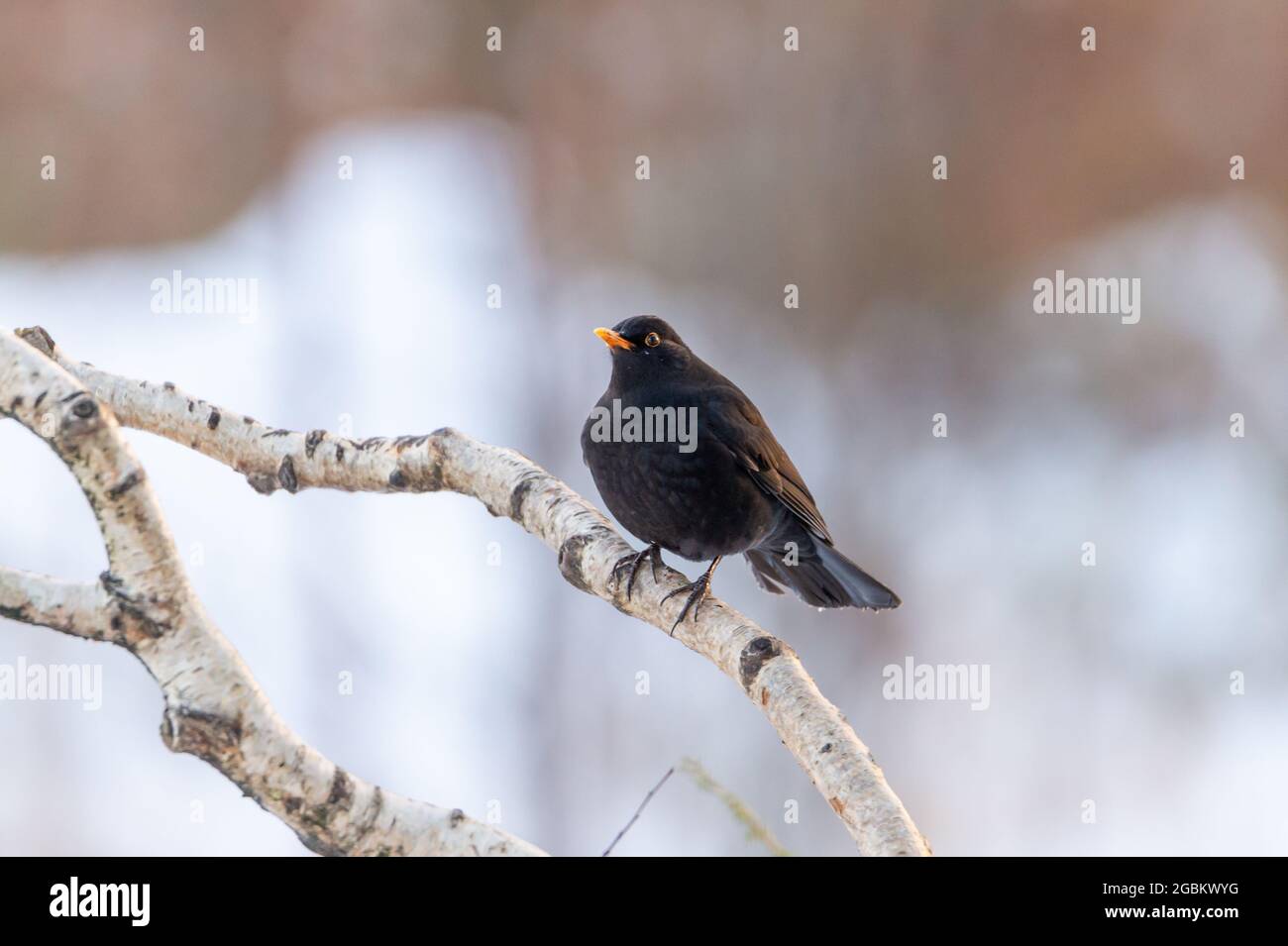 Closeup shot of a bird on a twig Stock Photo - Alamy