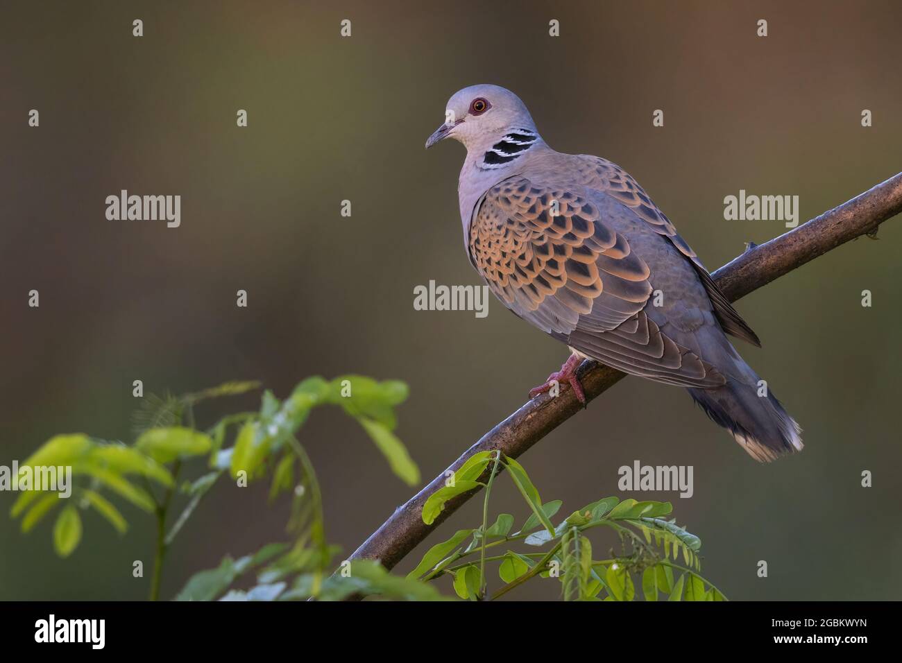 Closeup shot of a bird on a twig Stock Photo - Alamy