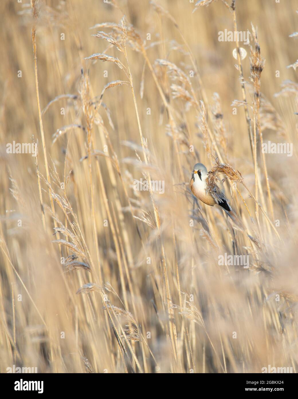Closeup shot of a bird on a twig Stock Photo - Alamy