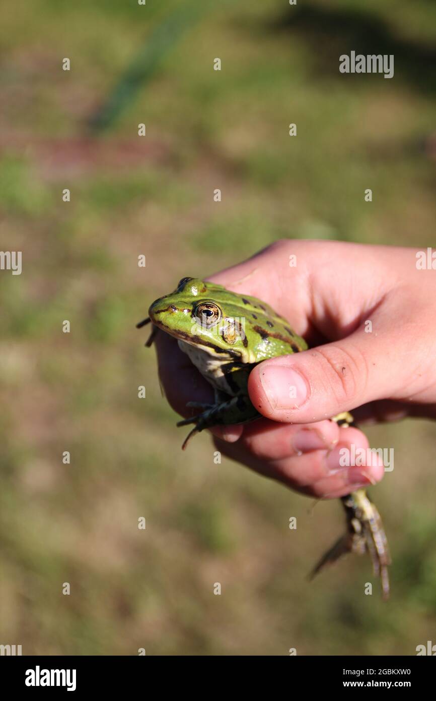 Man's hand holding a frog Stock Photo - Alamy