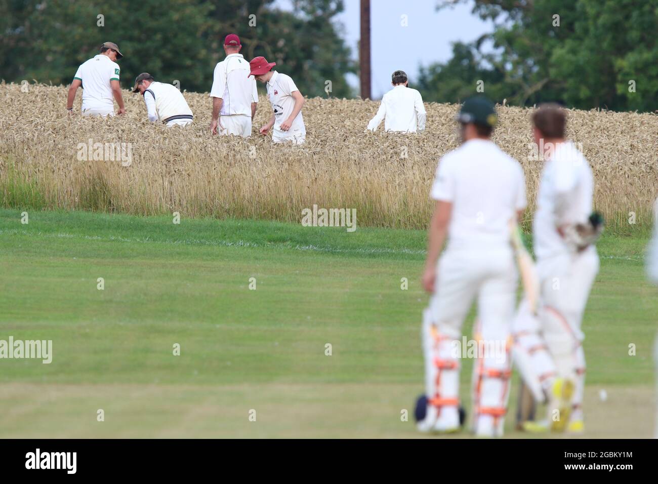 White cricket ball stumps hi-res stock photography and images - Alamy
