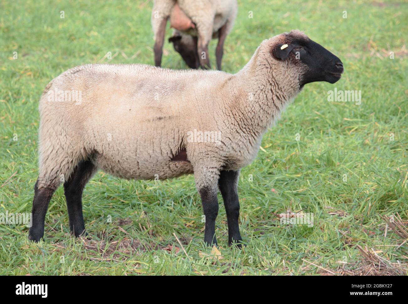 Romanov Sheep