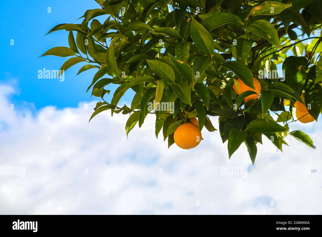 Oranges growing on a tree in front of beautiful blue cloudy sky - close ...