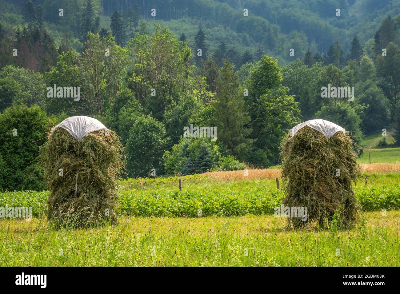 Traditional way of haymaking in czech countryside, haystacks in the ...