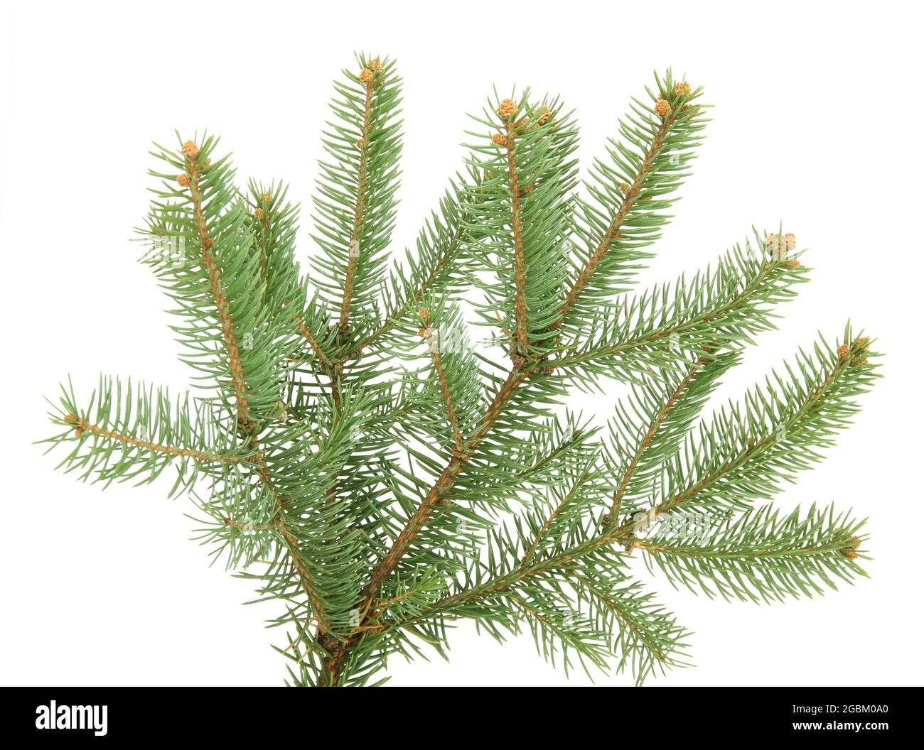 fir tree branch, isolated on white Stock Photo - Alamy