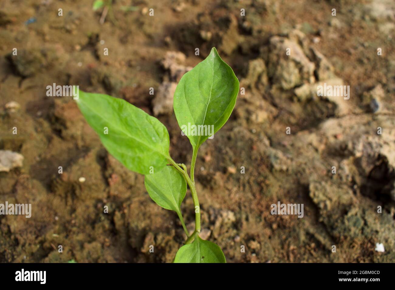Vegetable growing without soil hi-res stock photography and images - Alamy