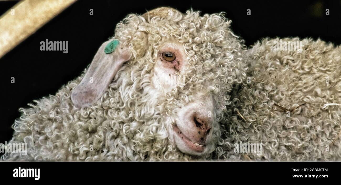 Face of a Sheep at Farmer Parrs Stock Photo - Alamy