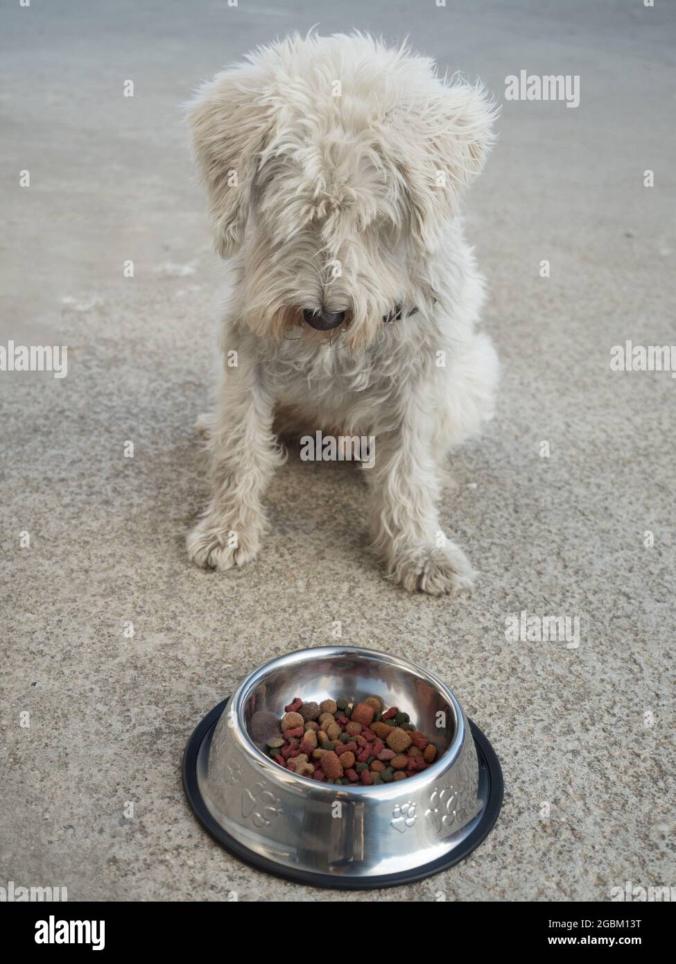 A cute dog waiting for a order Stock Photo - Alamy