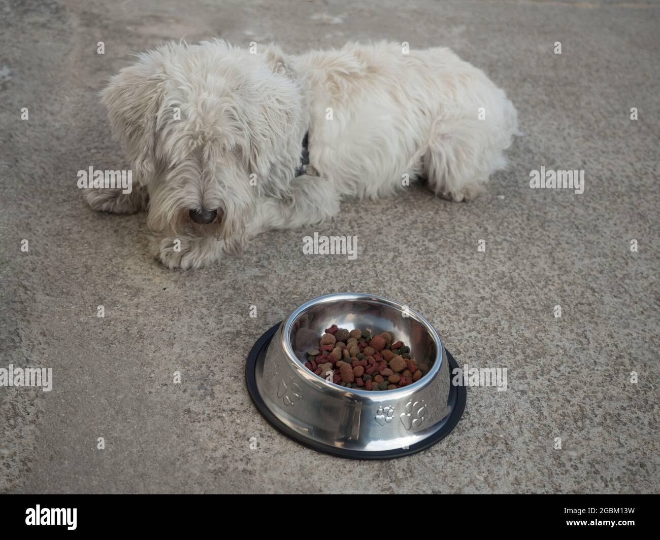 A cute dog waiting for a order Stock Photo - Alamy
