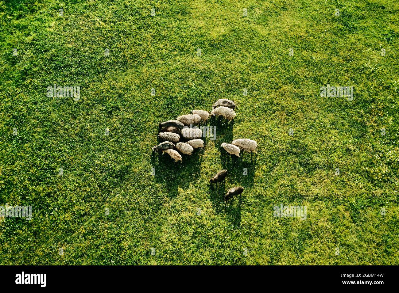 Aerial top down view of grazing sheep flock on green field. Grazing ...