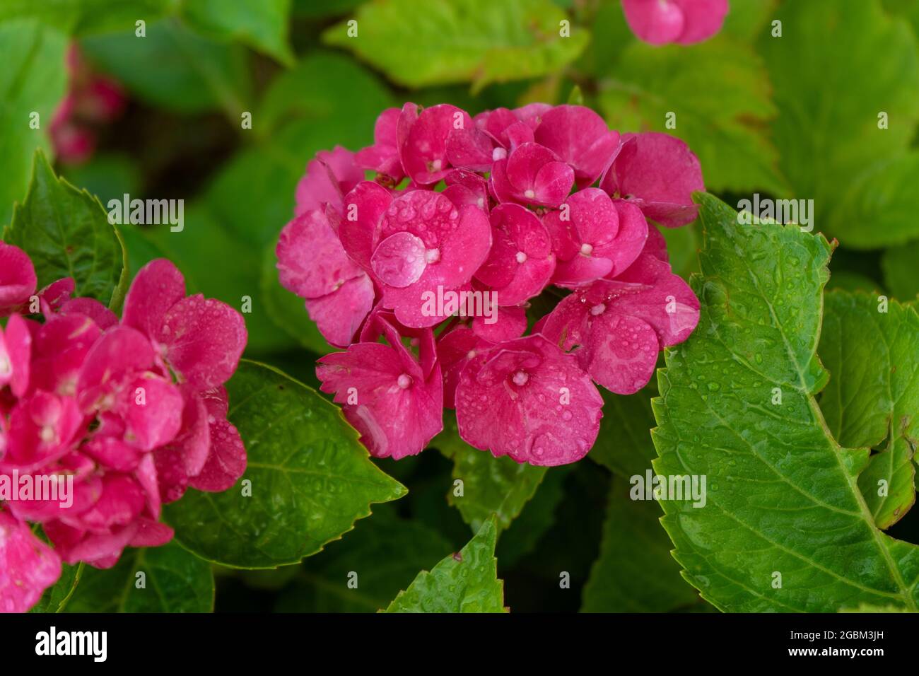 Bright pink flowers of hydrangea in the garden. Gardening and planting ...