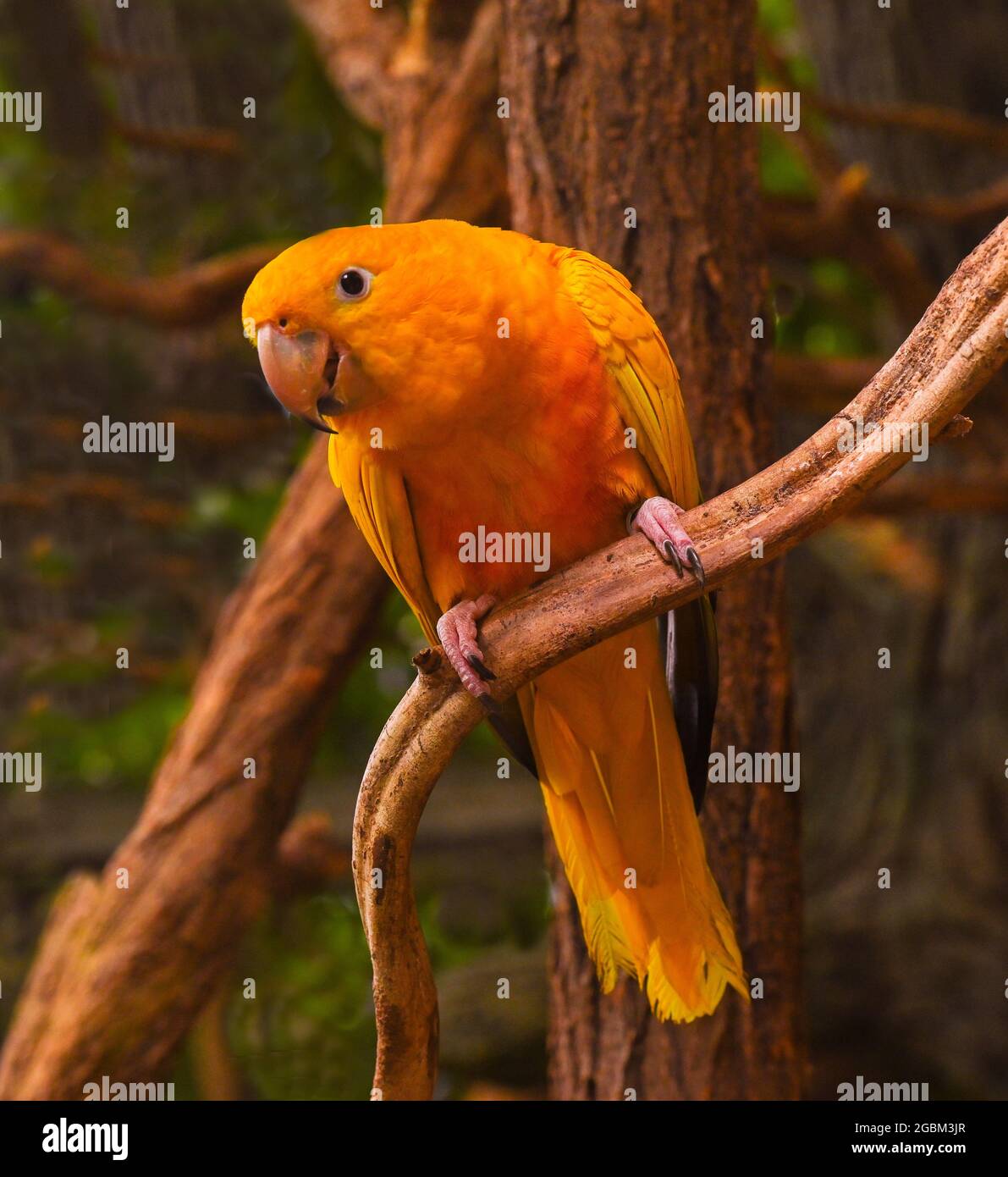 Conure doree hi-res stock photography and images - Alamy