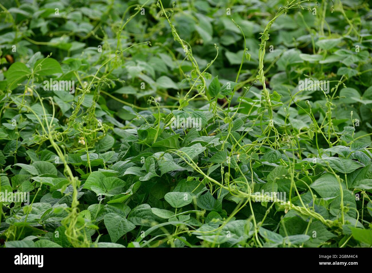 Flowering beans hi-res stock photography and images - Alamy