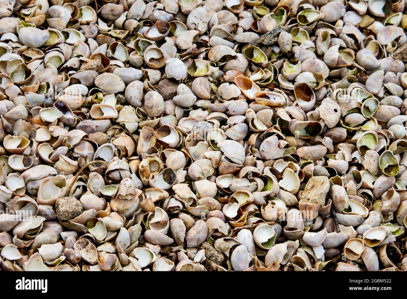 Empty shells laying on the beach, Saint-Vaast la Hougue peninsula ...