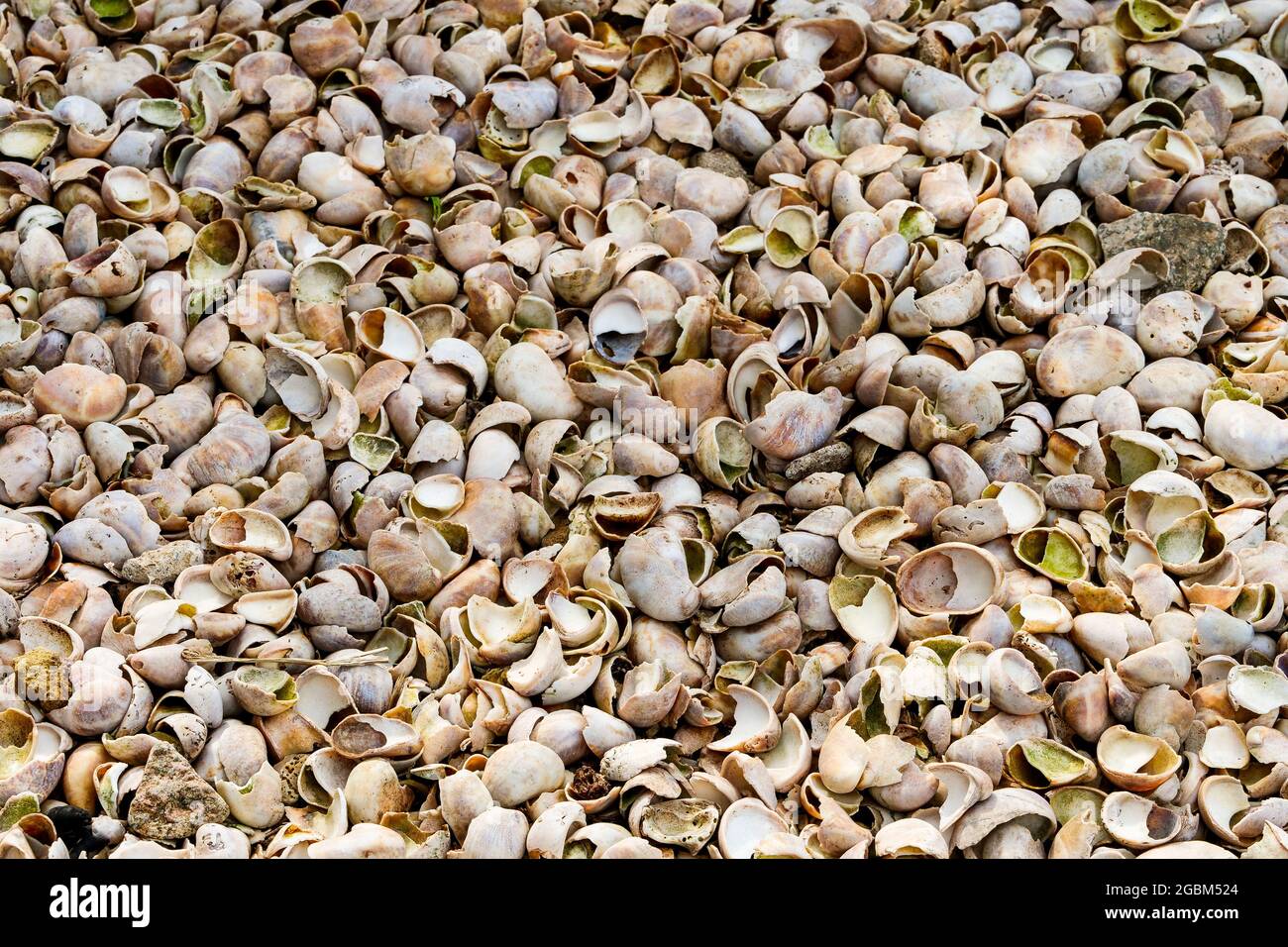 Empty shells laying on the beach, Saint-Vaast la Hougue peninsula ...