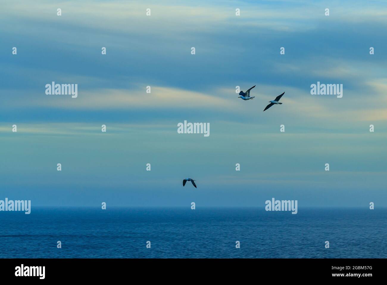 Beautiful view of a sea and sky with birds flying in it at the sunse ...