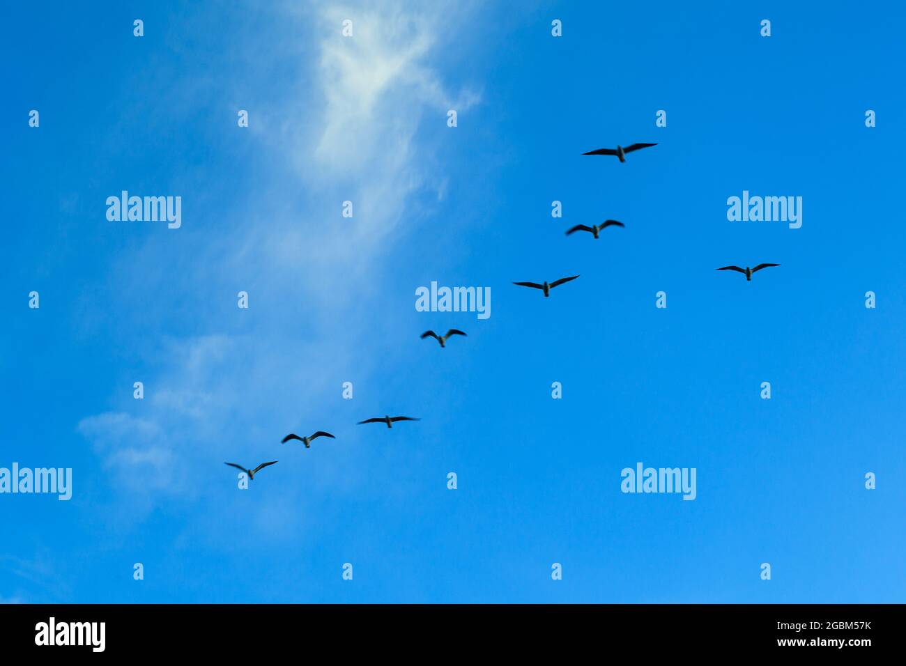 View of a blue sky and a flock of birds flying in it Stock Photo - Alamy
