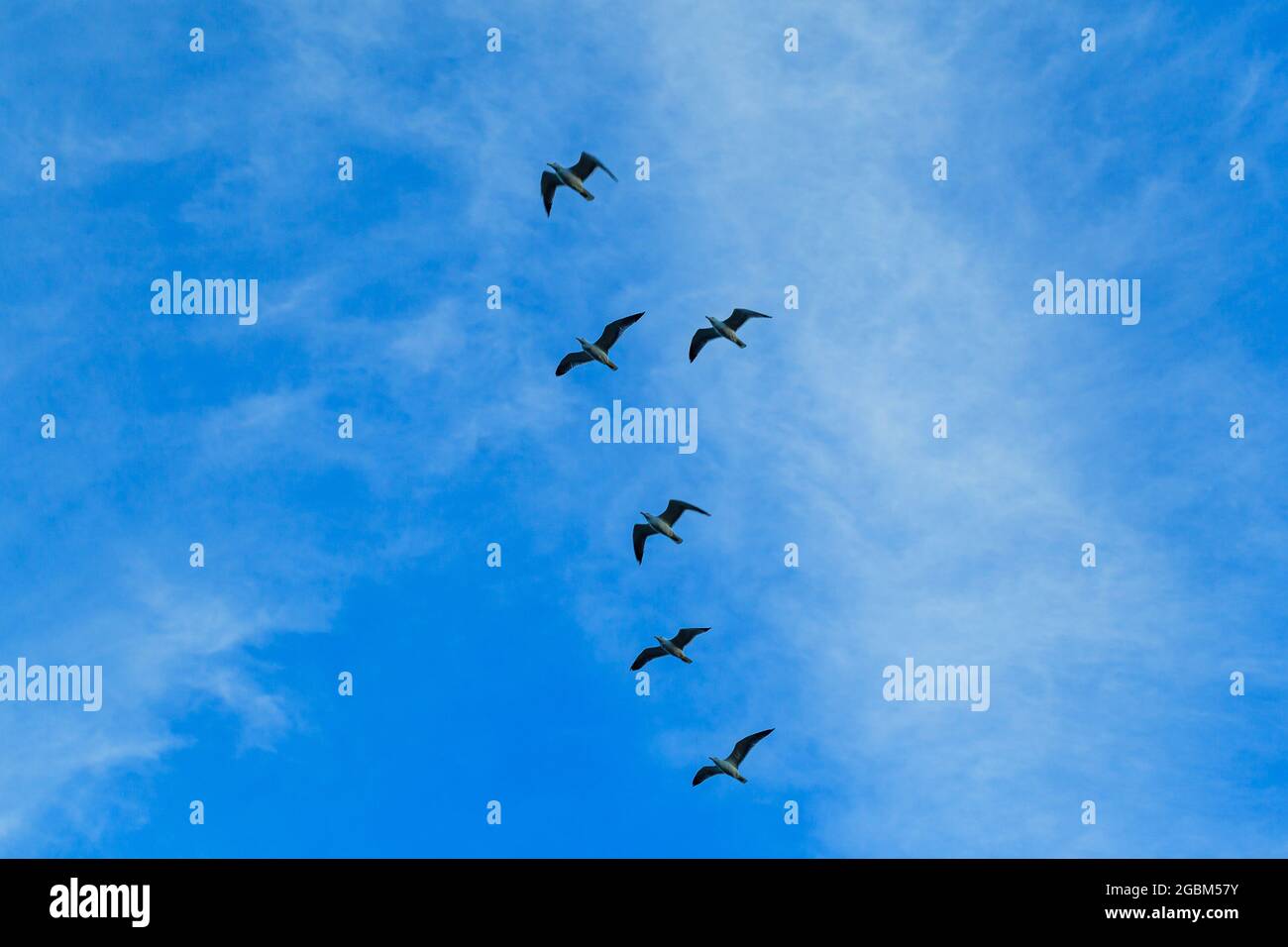 View of a blue sky and a flock of birds flying in it Stock Photo - Alamy