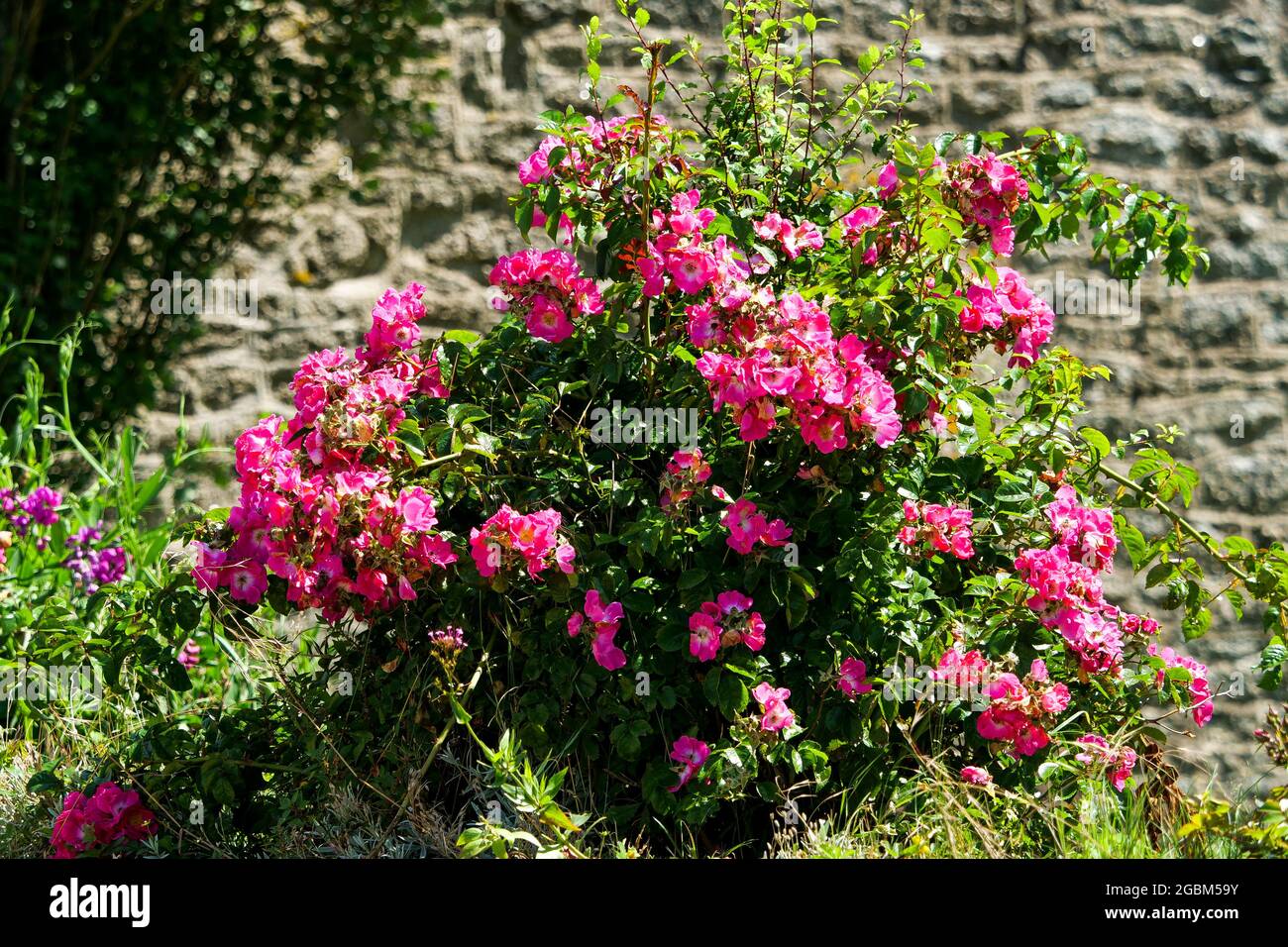 Bush of flowers, Gatteville-le-Phare, Manche department, Cotentin ...