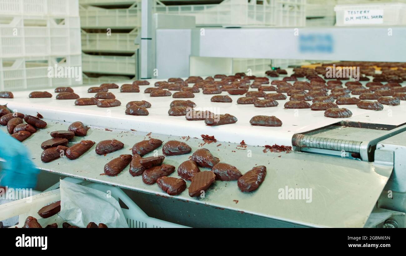 Candy factory. Chocolate candies lying on conveyor. Bunch of yummy ...