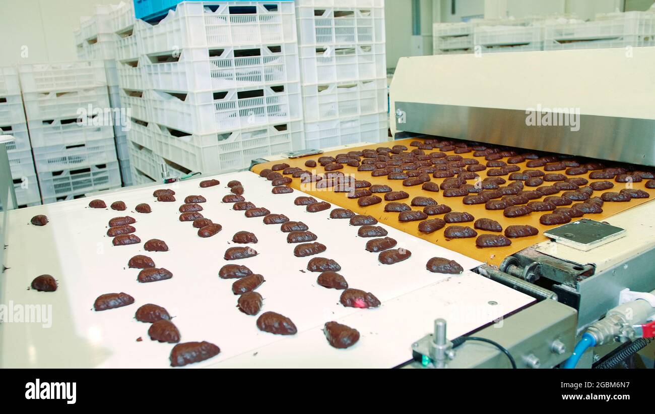Candy factory. Chocolate candies lying on conveyor. Bunch of yummy ...