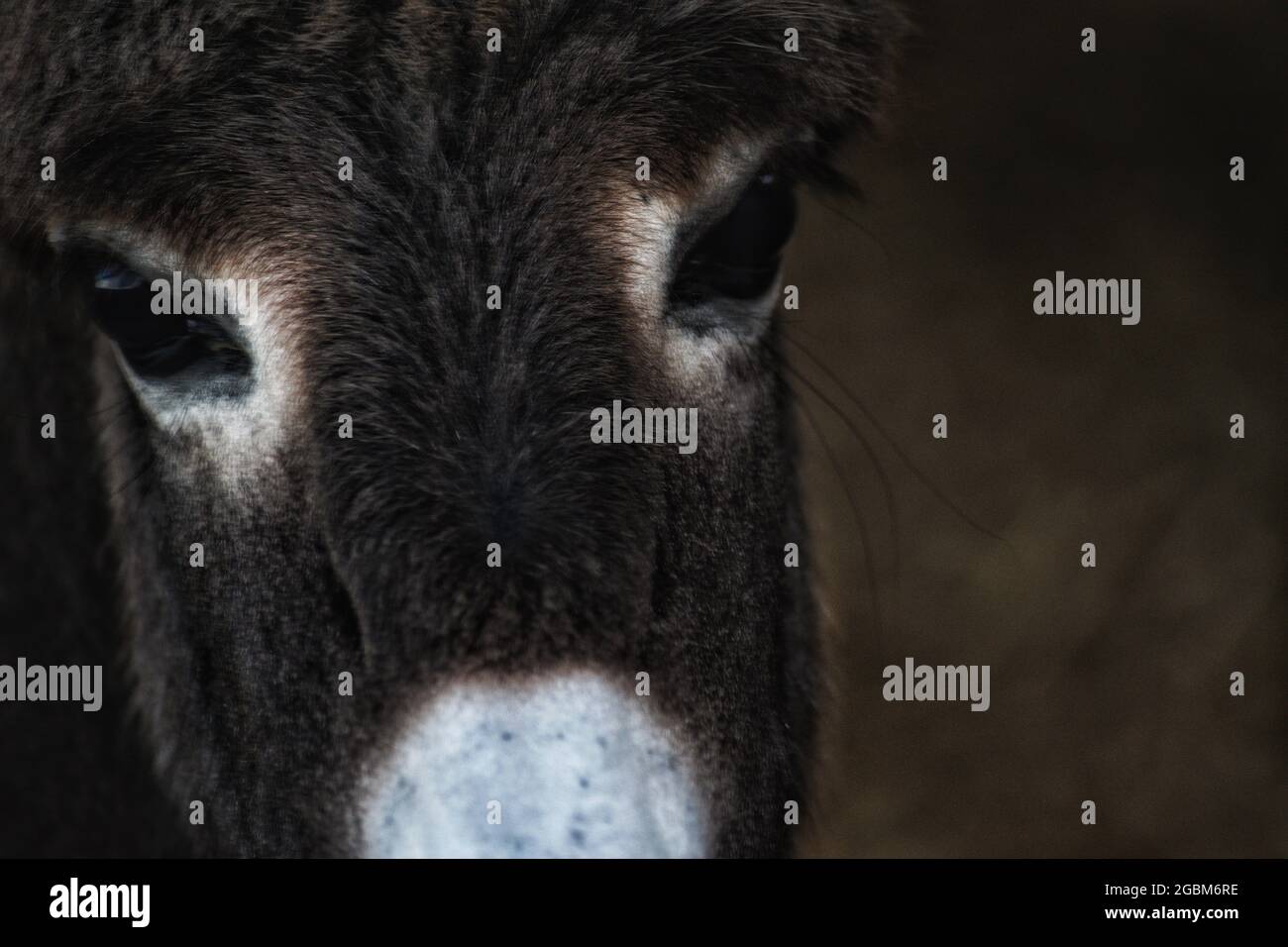 Face of a Donkey in close up Stock Photo - Alamy