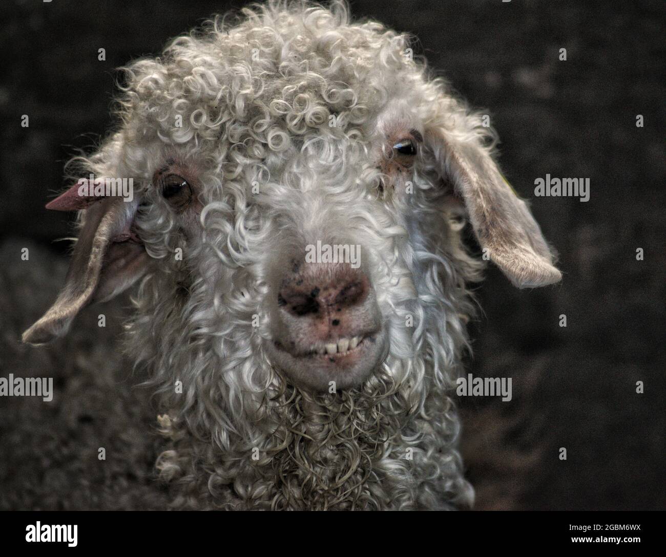 Face of a Sheep at Farmer Parrs Stock Photo - Alamy
