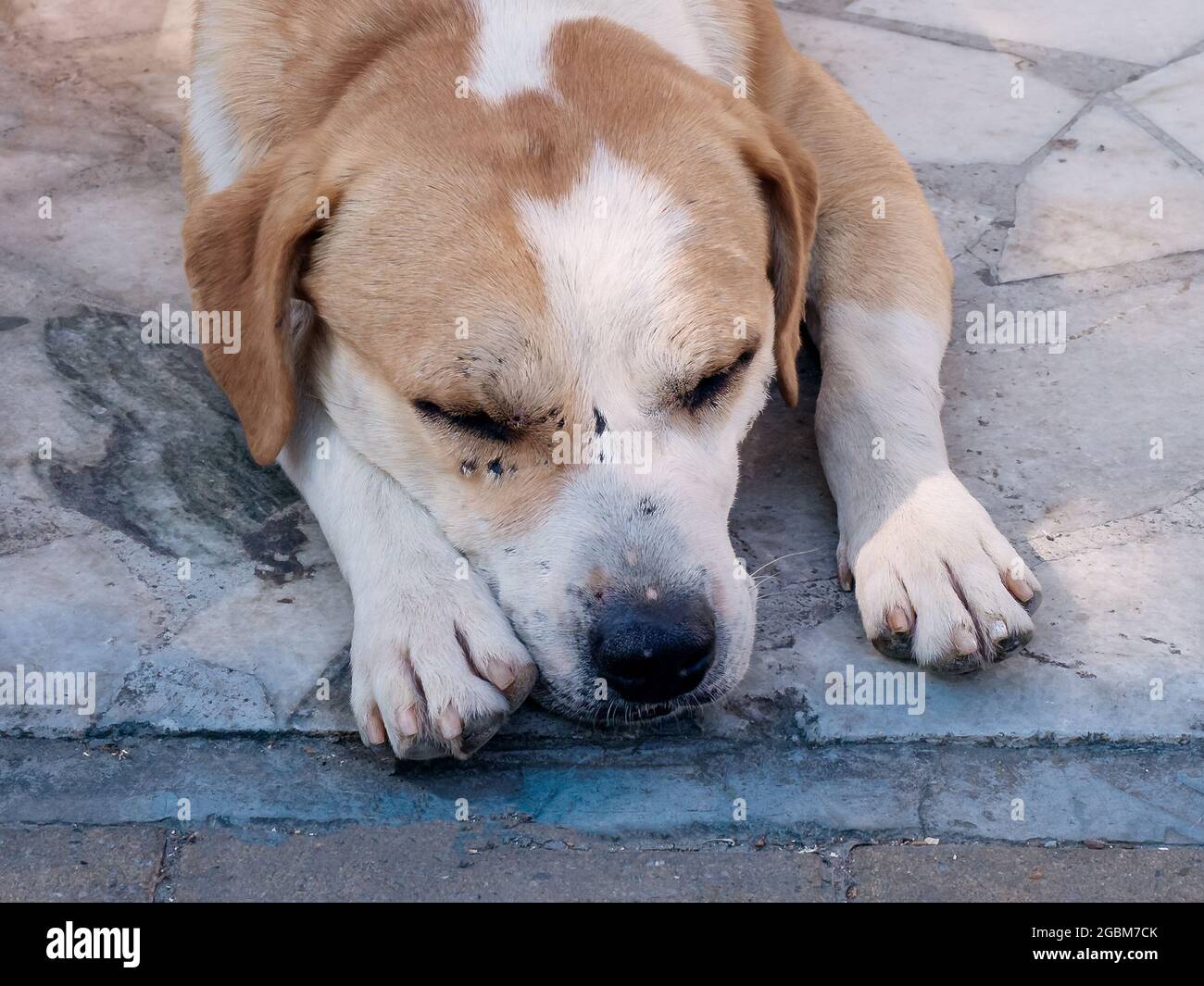 Portrait of mongrel dog with a scratched muzzle sleeping on paving ...