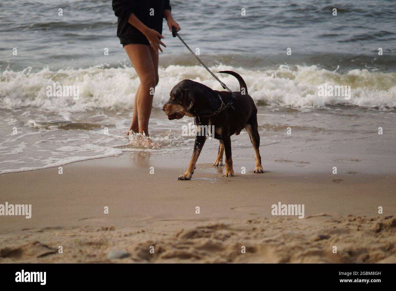 dog seaside rest on the beach Stock Photo - Alamy