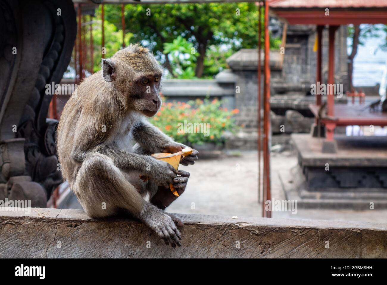 Monkey sitting on a stone and eating fruit Stock Photo - Alamy