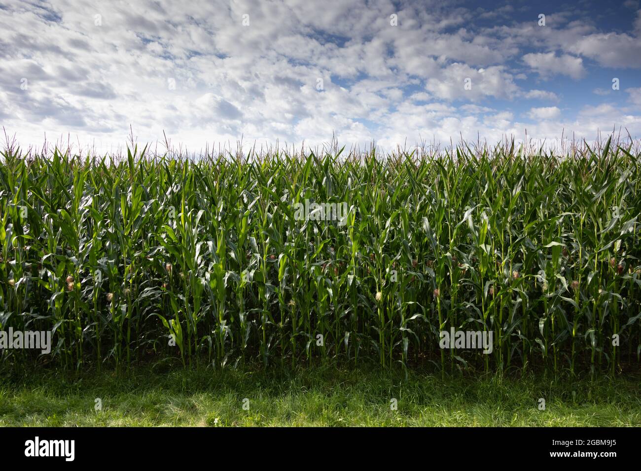 Corn field in the south of Munich, Bavaria, Germany Stock Photo - Alamy