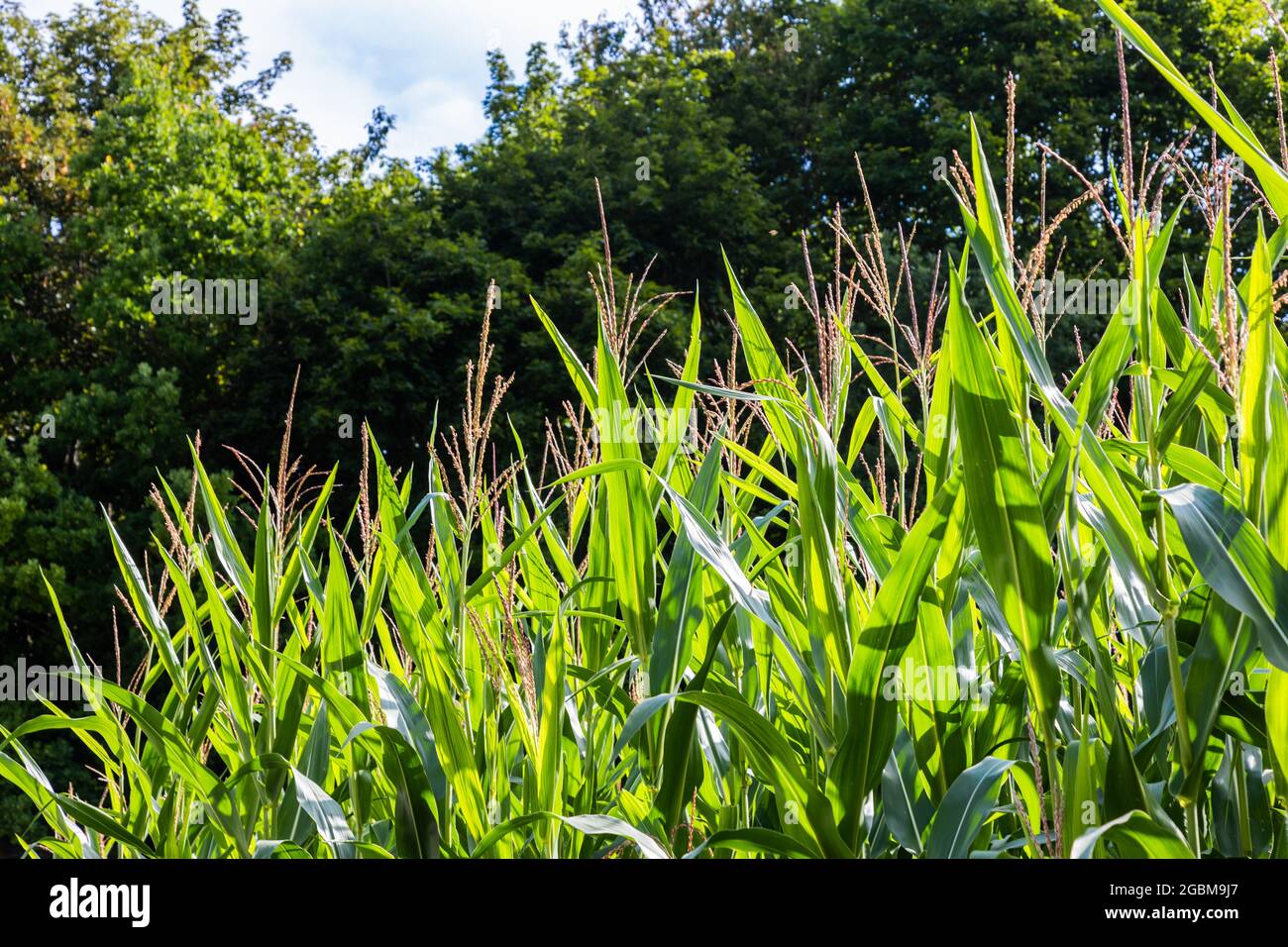 Corn field in the south of Munich, Bavaria, Germany Stock Photo - Alamy