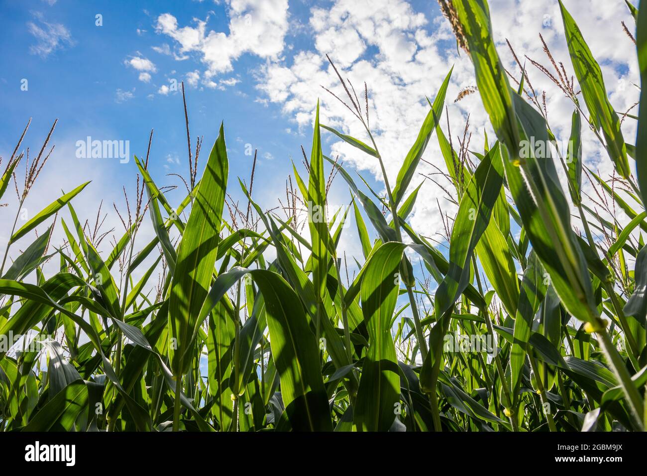 Corn field in the south of Munich, Bavaria, Germany Stock Photo - Alamy