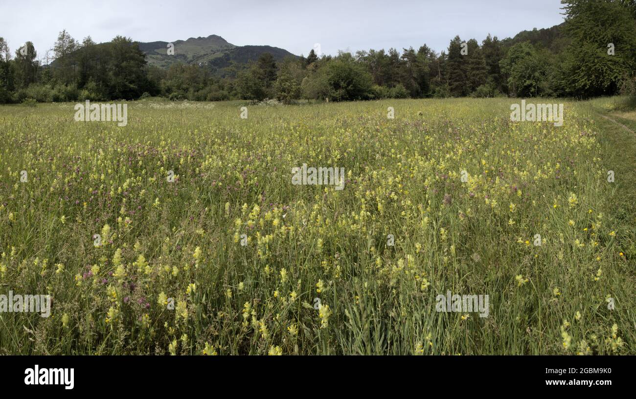 Flower-rich meadows near Maienfeld in the Swiss Alps Stock Photo - Alamy
