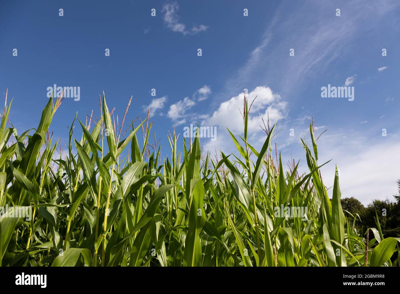 Corn field in the south of Munich, Bavaria, Germany Stock Photo - Alamy