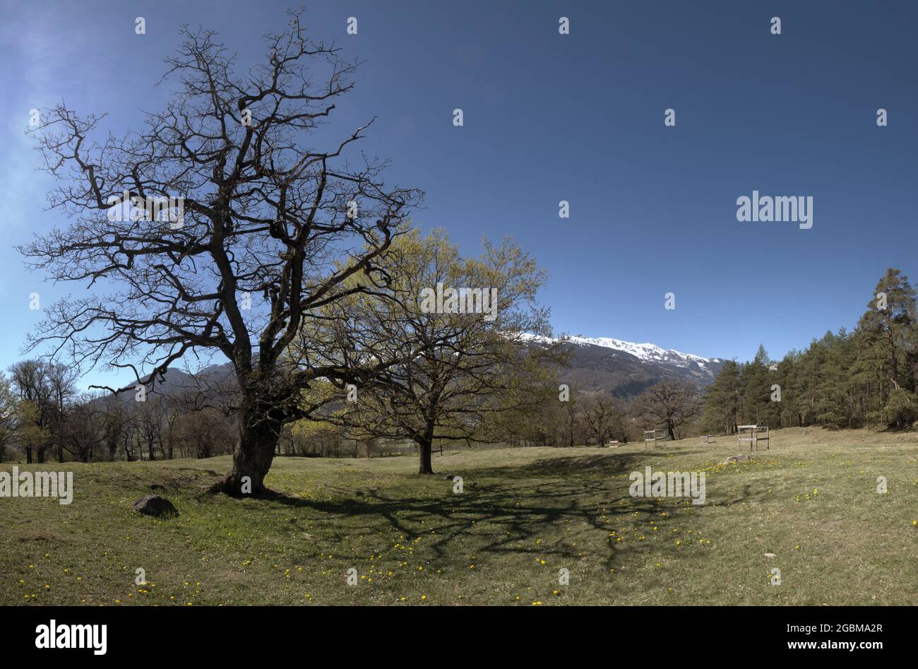 Spring oak tree in meadows near Maienfeld, Switzerland Stock Photo - Alamy